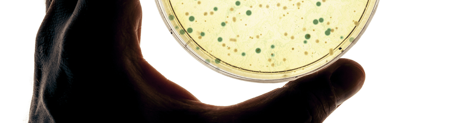 The key ingredients for a happy microbiome | Sásta Skin Health